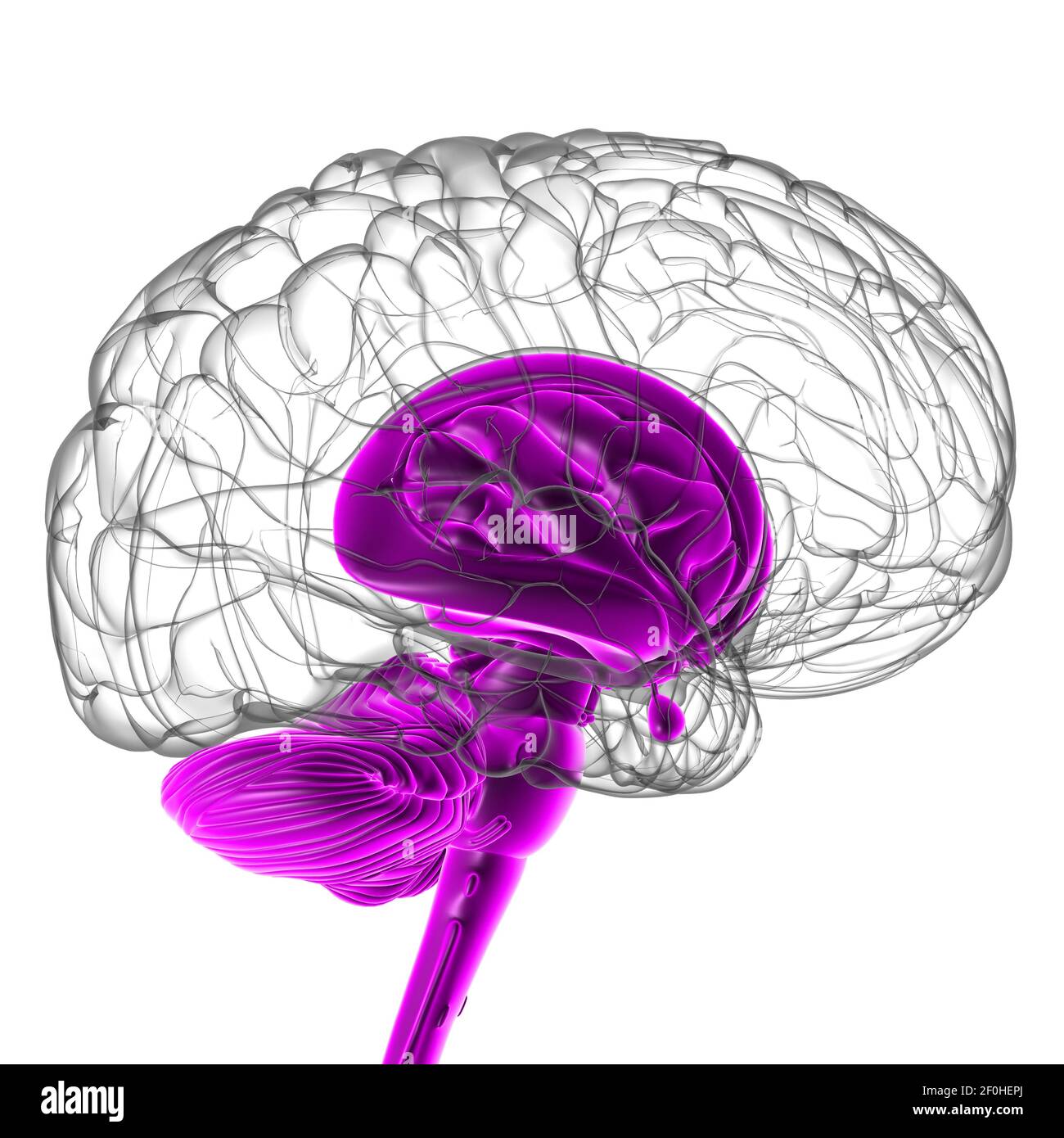 Human Brain inner parts Anatomy For Medical Concept 3D Illustration ...