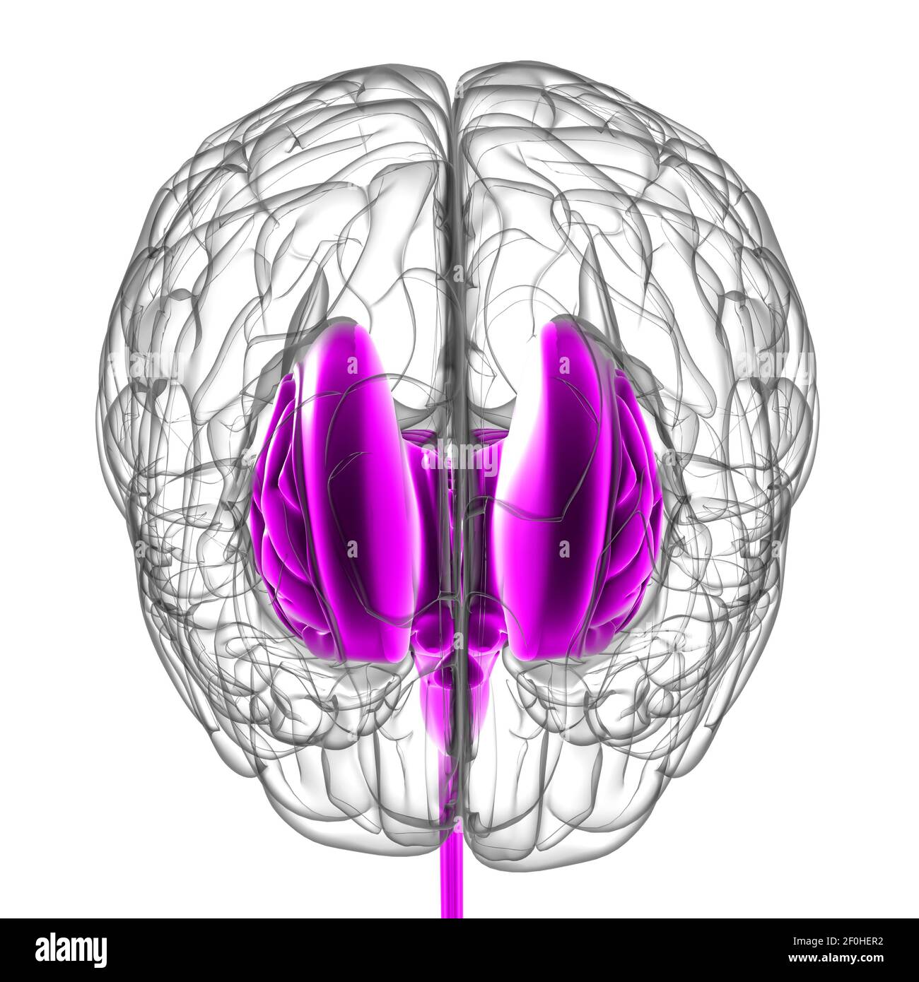 Human Brain inner parts Anatomy For Medical Concept 3D Illustration ...