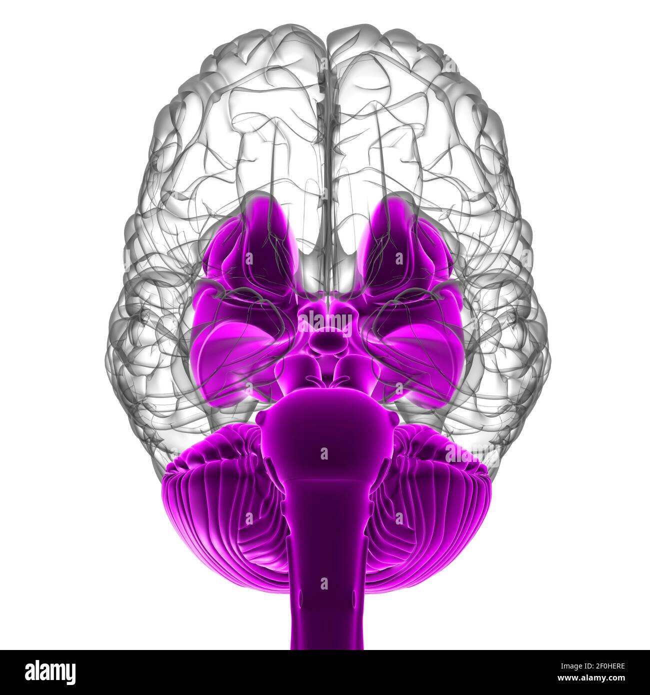 Human Brain inner parts Anatomy For Medical Concept 3D Illustration ...