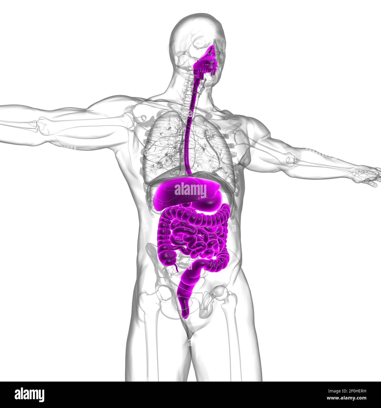 Digestive System Diagram For Grade 5