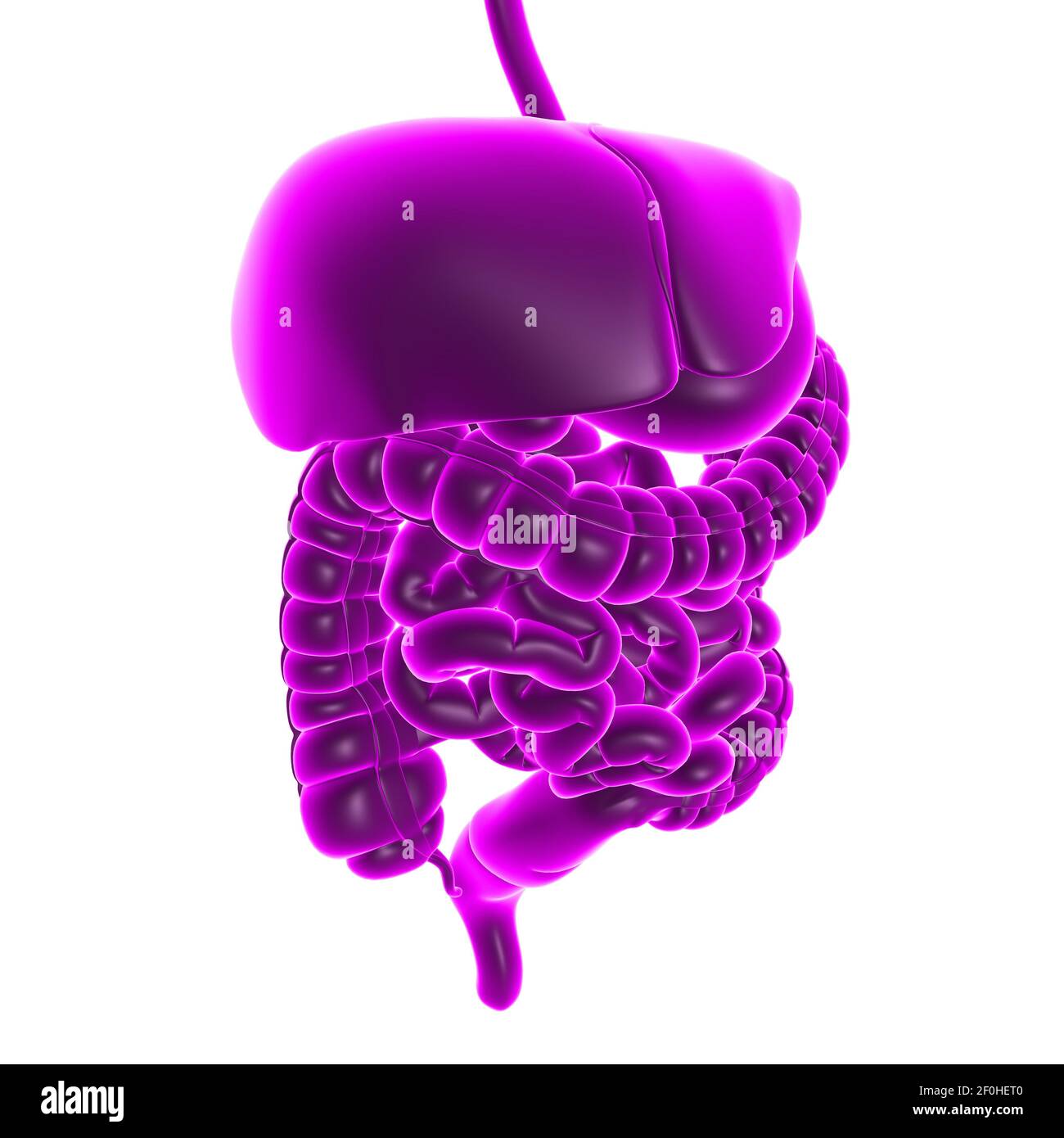 Human Digestive System Anatomy For Medical Concept 3D Illustration ...