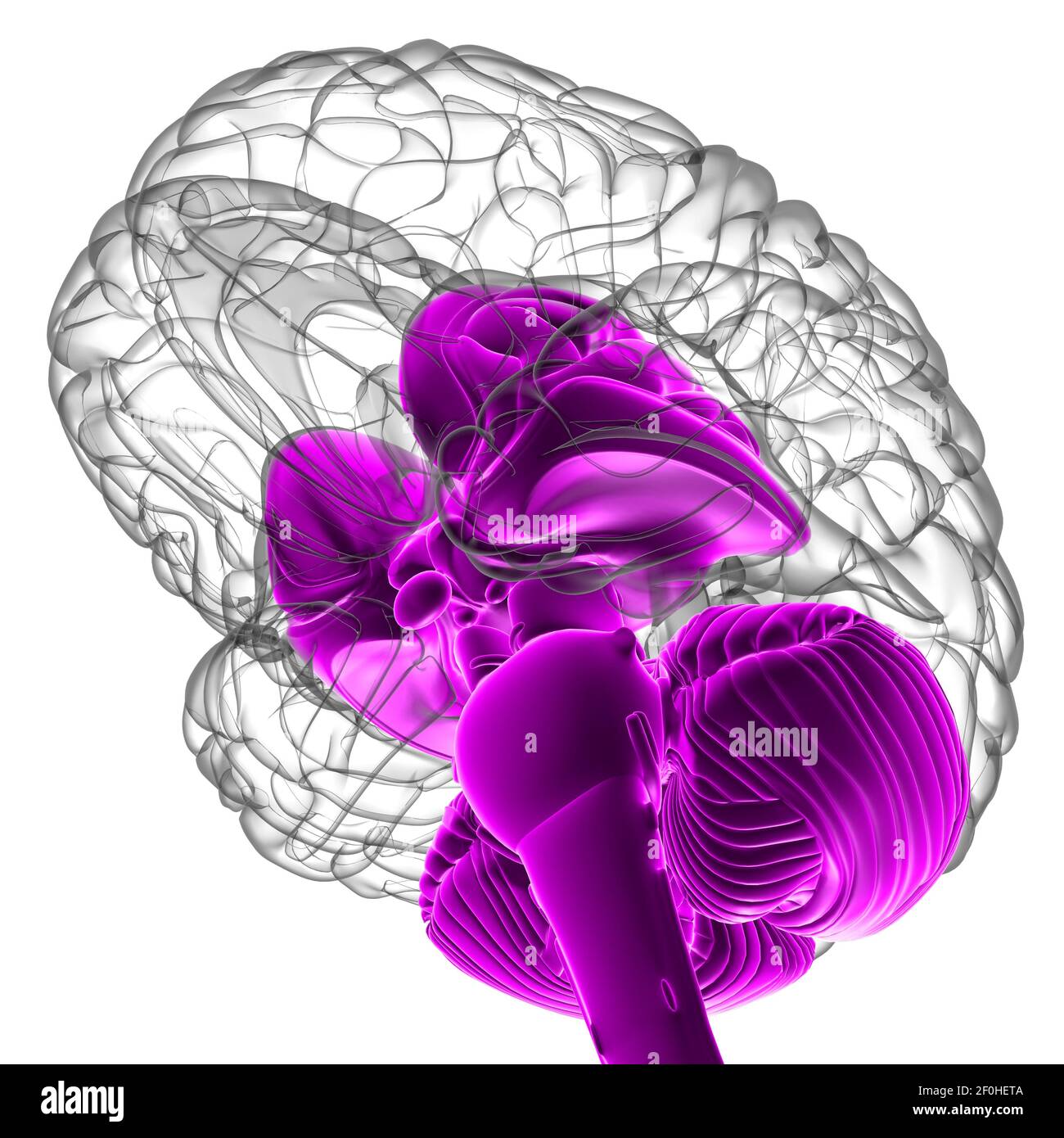 Human Brain inner parts Anatomy For Medical Concept 3D Illustration ...