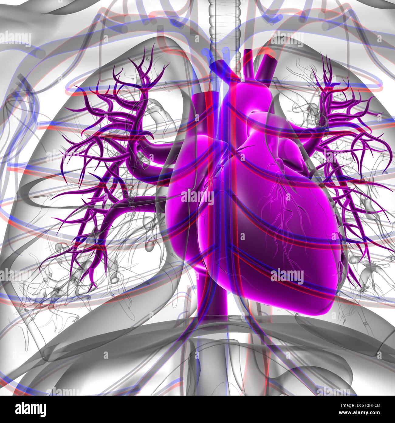 Human Heart Anatomy For Medical Concept 3D Illustration Stock Photo - Alamy