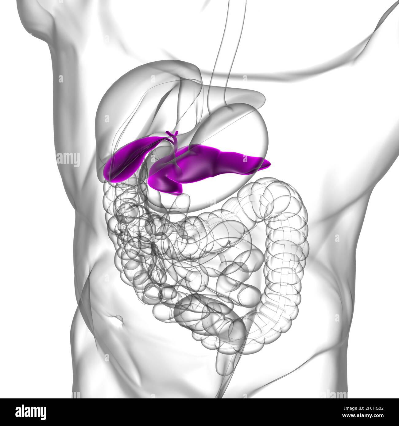 pancreas Human Digestive System Anatomy For Medical Concept 3D ...