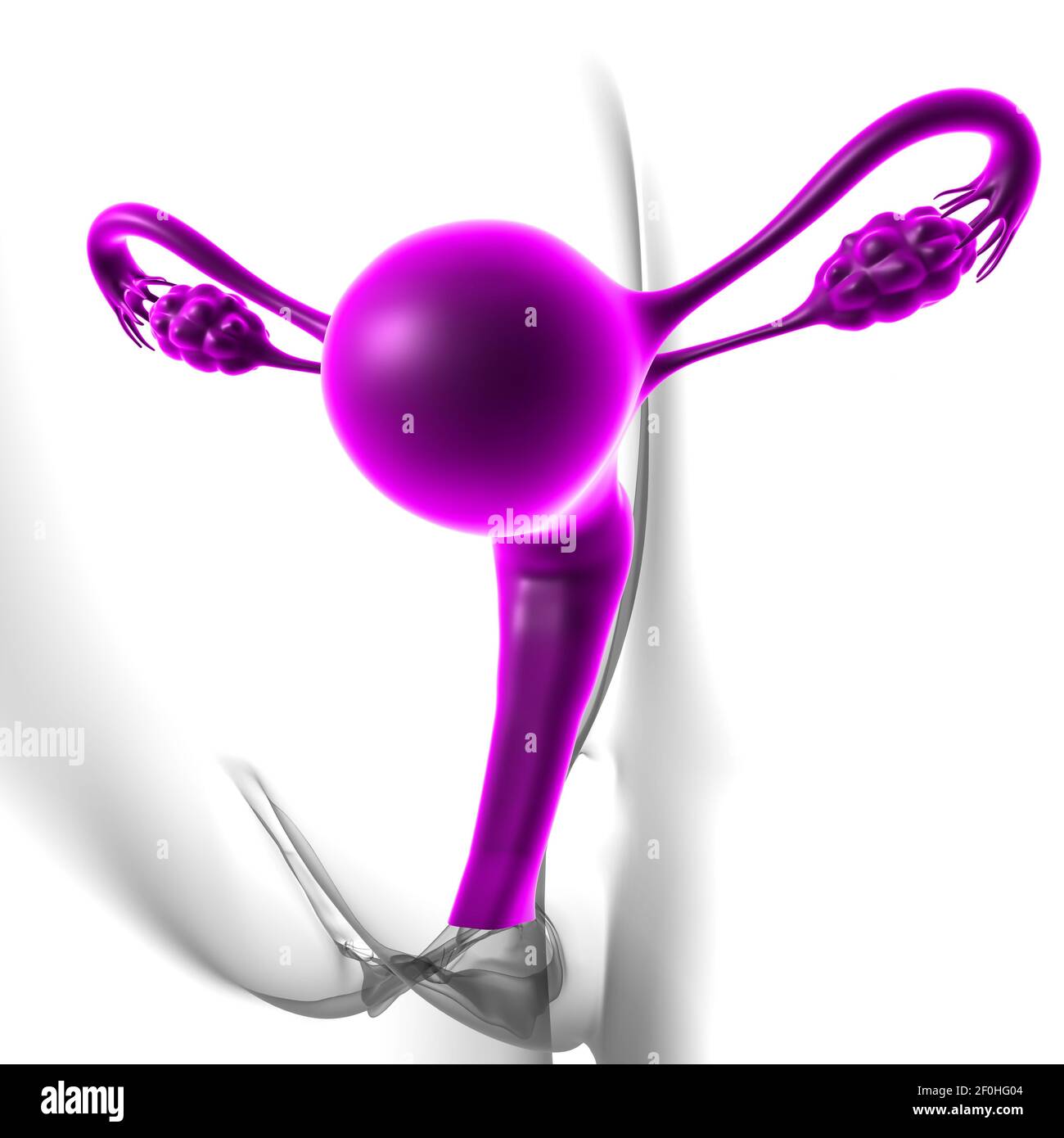 Female Reproductive System Anatomy For Medical Concept 3d Illustration