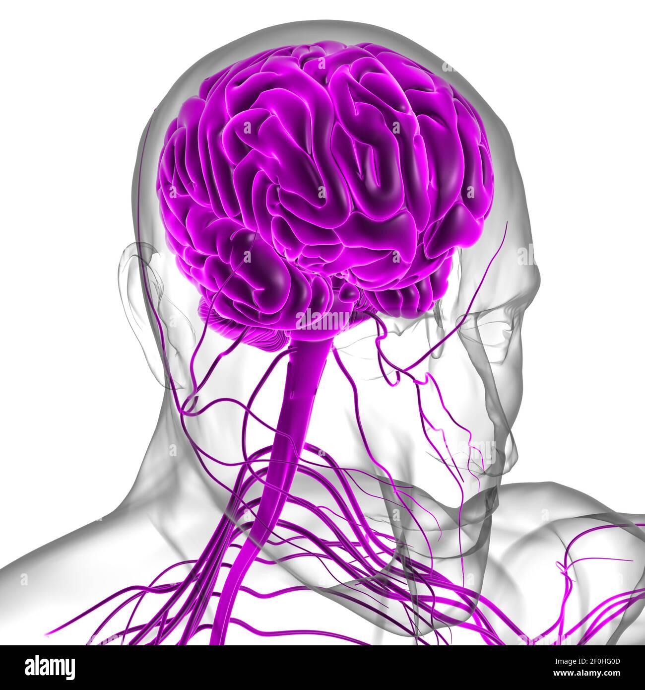 Human Brain Anatomy For Medical Concept 3D Illustration Stock Photo - Alamy