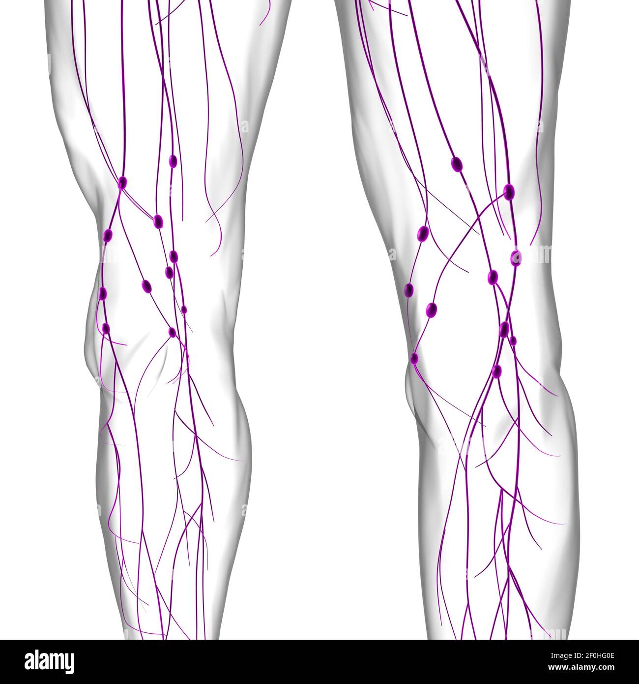Human Lymph Nodes Anatomy For Medical Concept 3D Illustration Stock ...