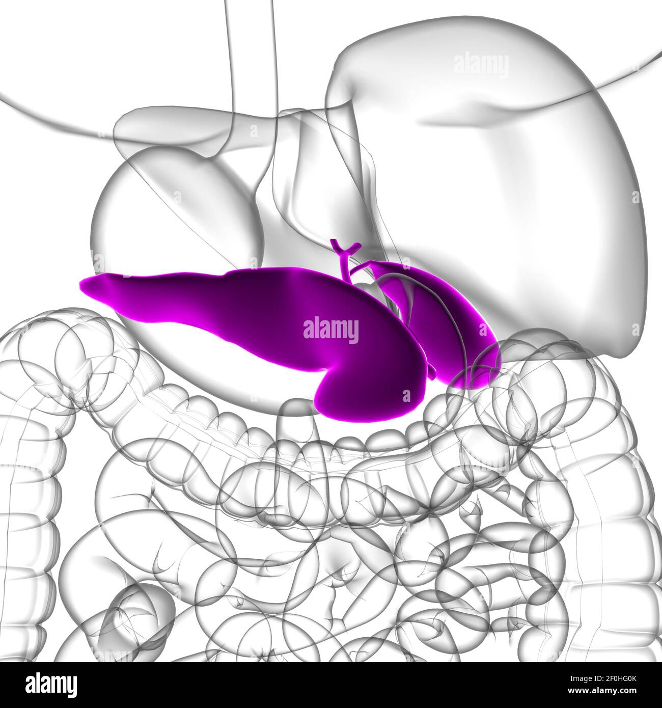 Gall Bladder Human Digestive System Anatomy For Medical Concept 3D ...