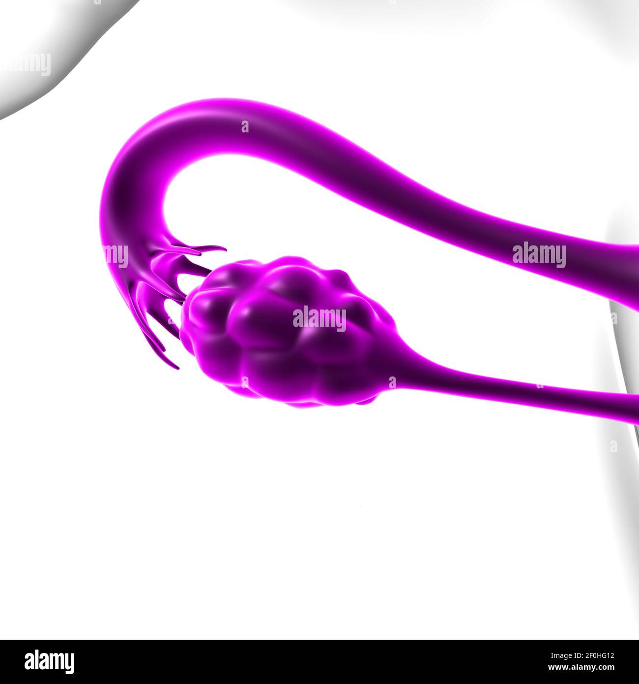 Female Reproductive System Anatomy For Medical Concept 3D Illustration ...