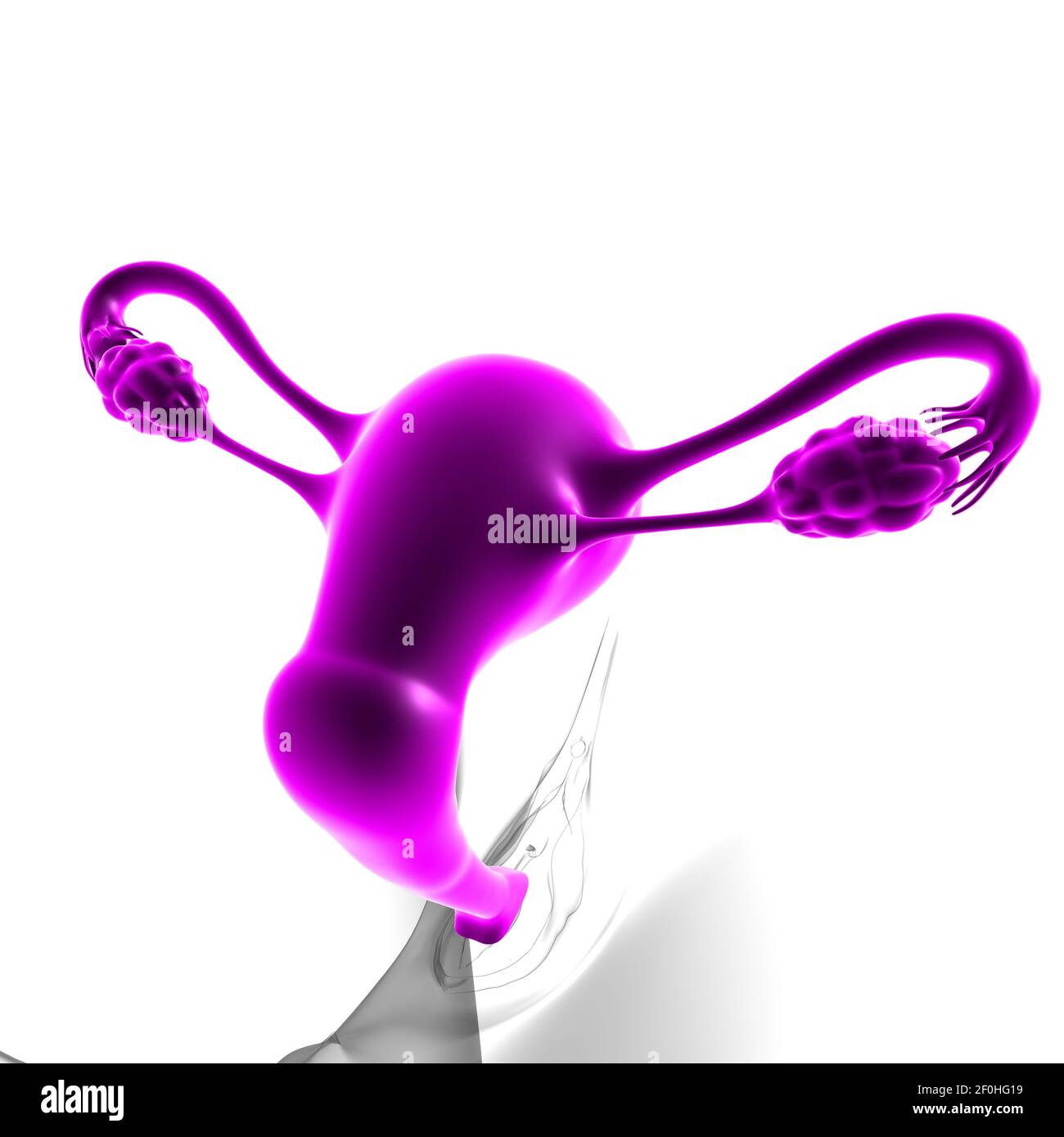 Female Reproductive System Anatomy For Medical Concept 3d Illustration