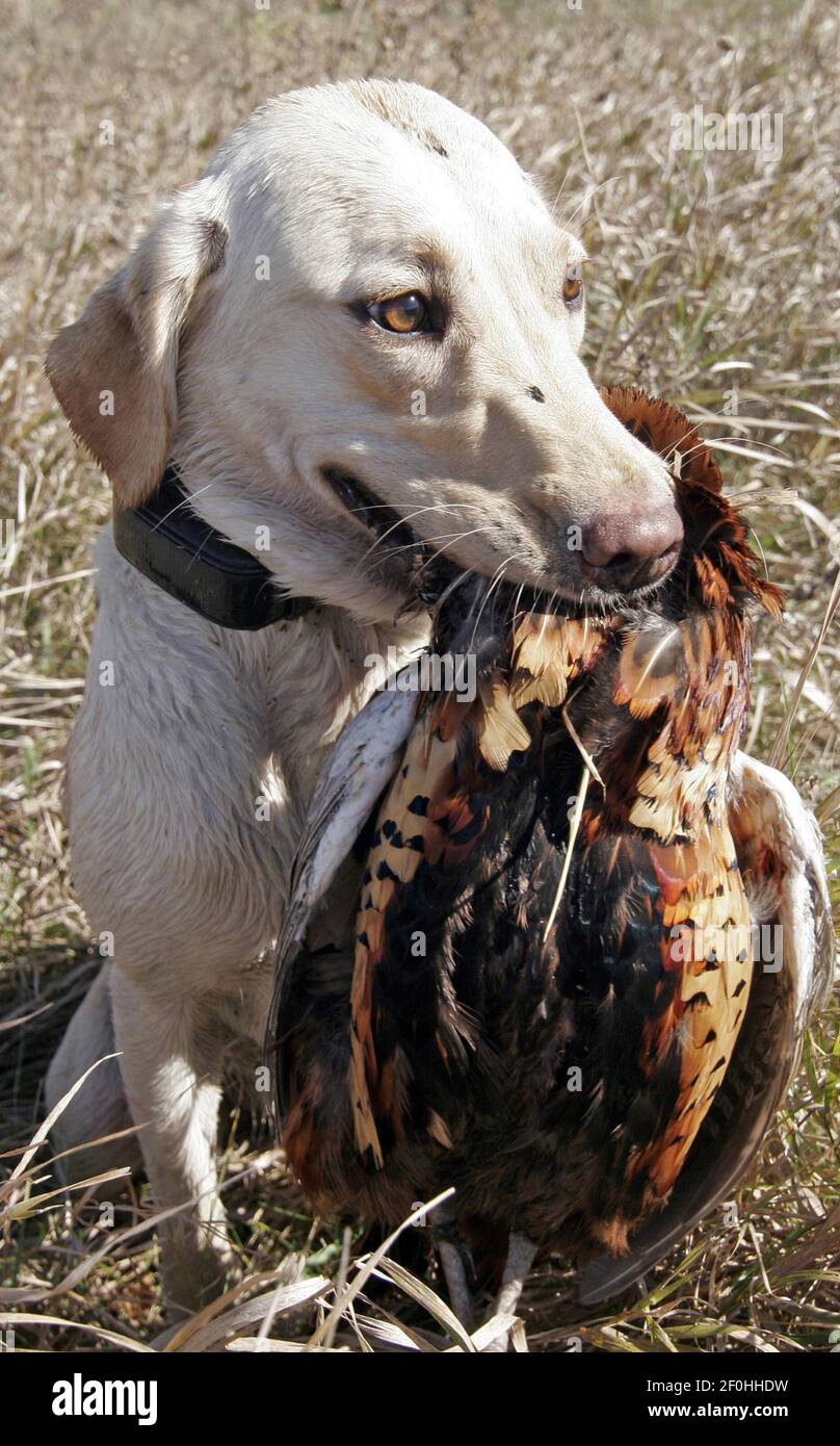 Bailey, a year-old Lab, retrieved her first-ever pheasant on the ...