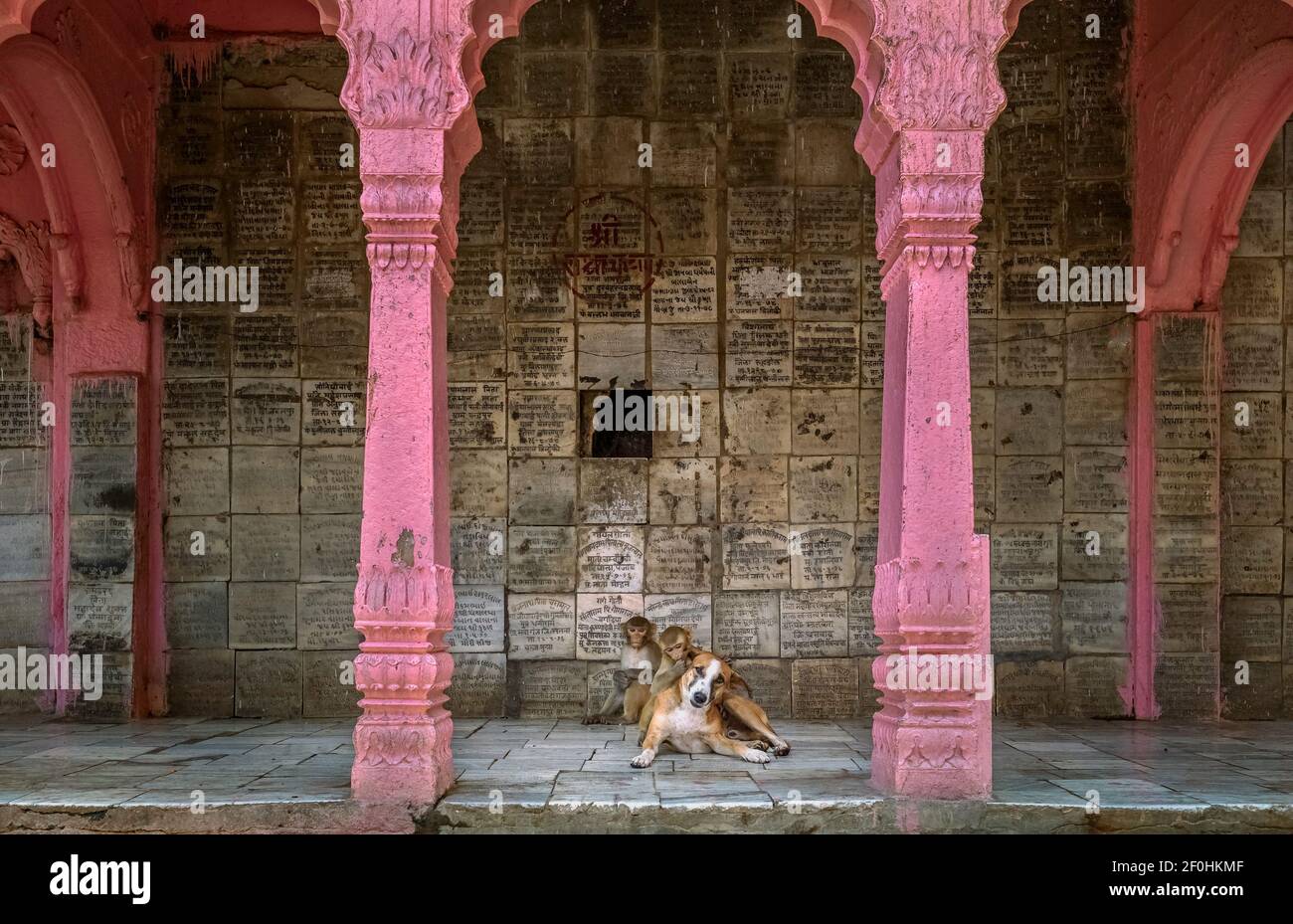 Young monkeys groom dog sitting on floor of Hindu temple covered in ...