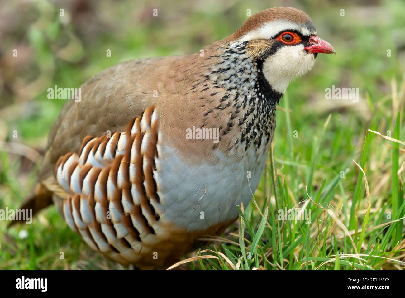 Partridge. Scientific name: Alectoris rufa. Close up of a Red-legged or ...