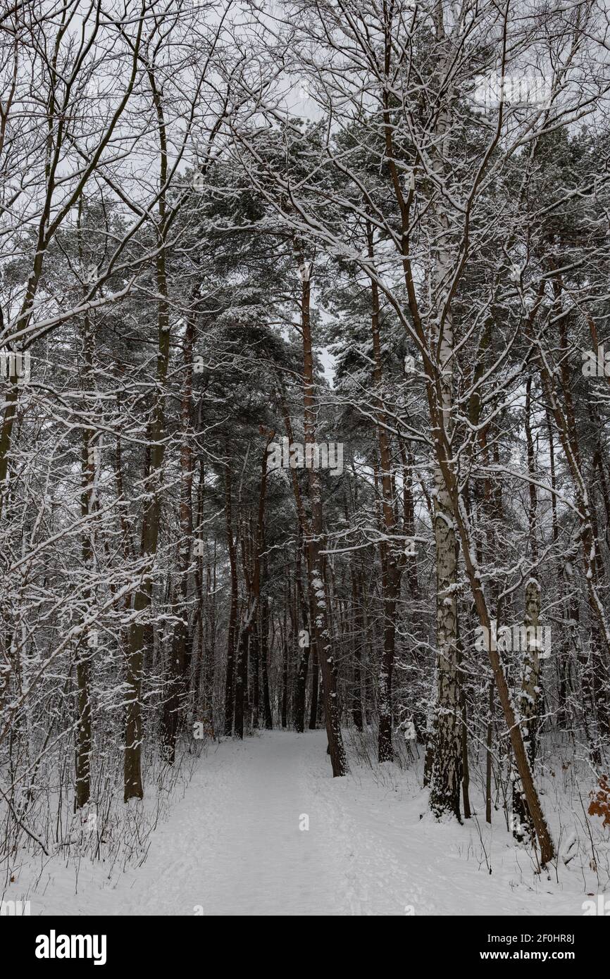 Winter in the forest, path and trees covered with snow on bleak, gloomy day Stock Photo - Alamy