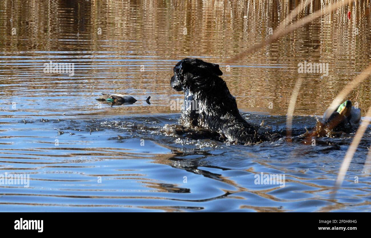 Ben, a black Labrador, charged into a shallow lake to retrieve a green ...
