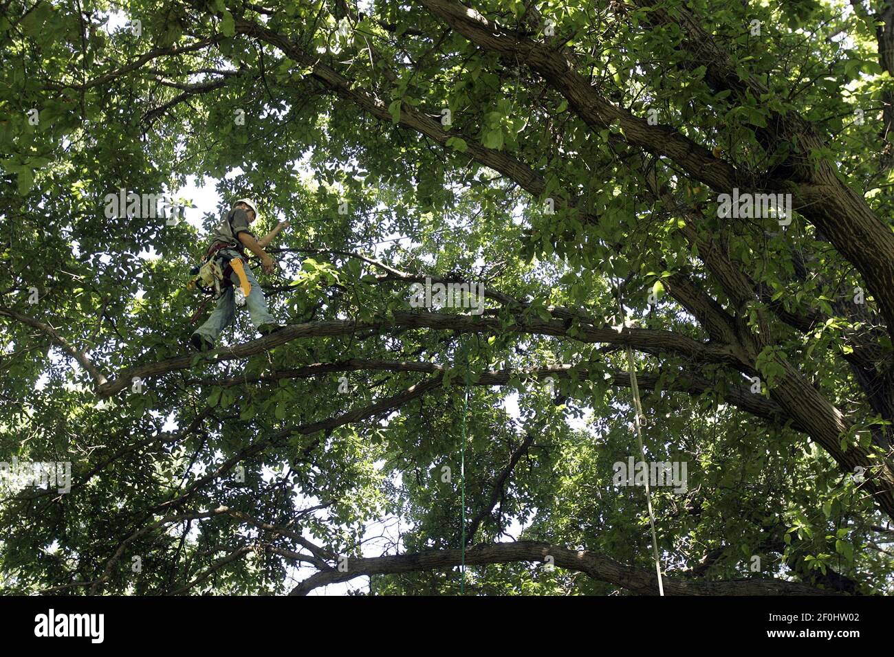 Certified arborist Jon Cox does maintenance pruning on a tree in ...