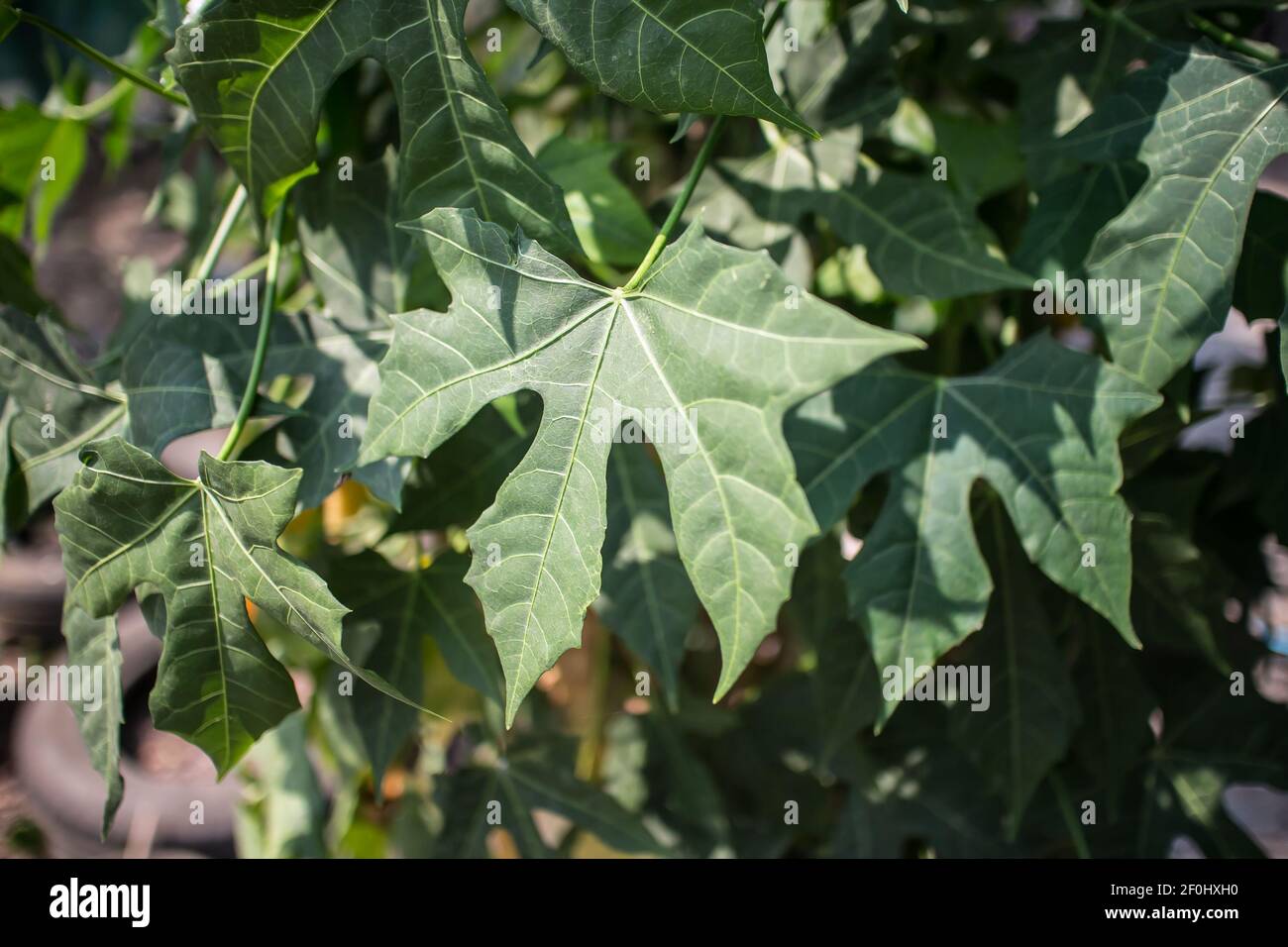 Closeup of Tree spinach or Chaya plants in the garden Stock Photo - Alamy