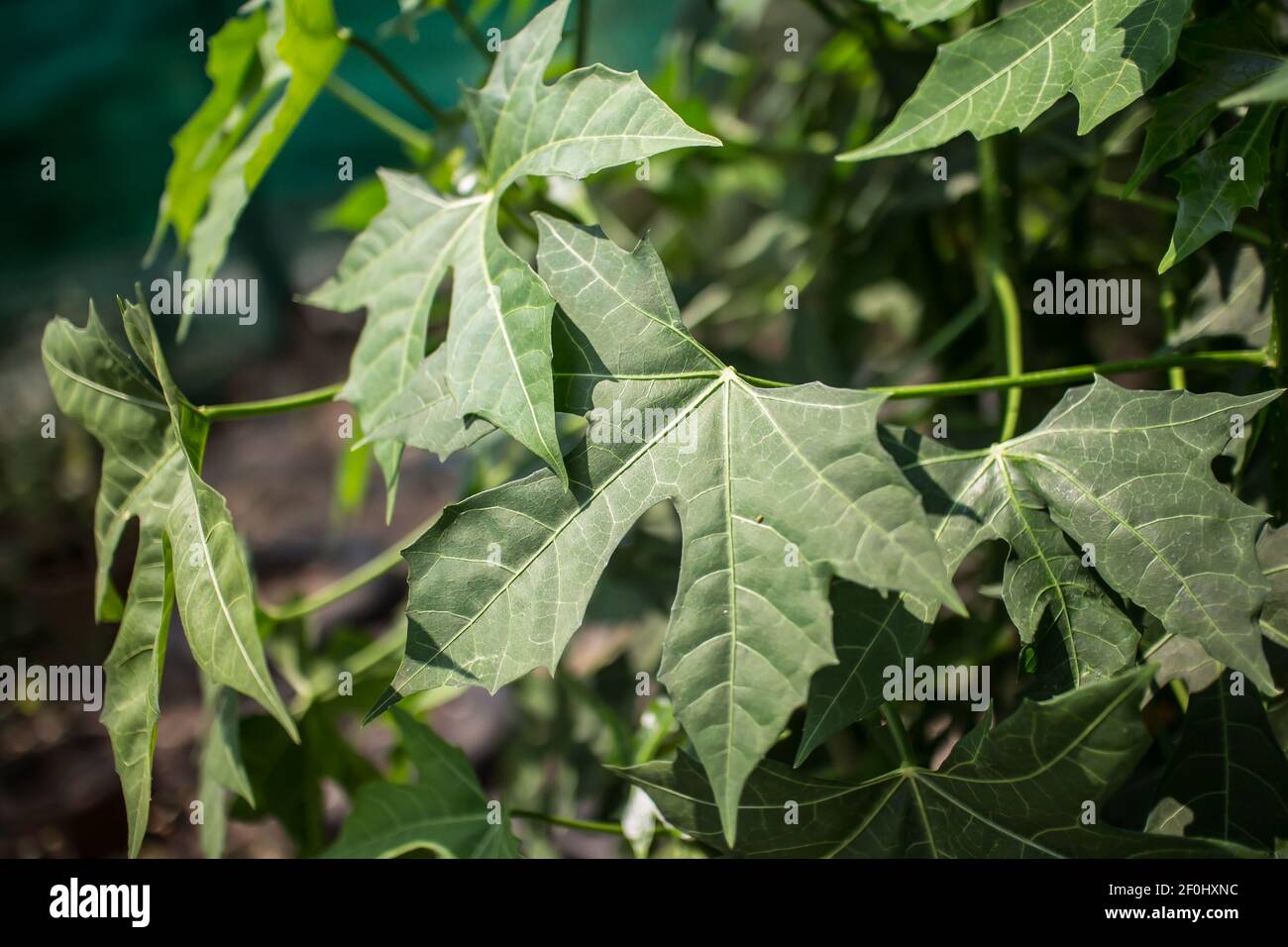 Closeup of Tree spinach or Chaya plants in the garden Stock Photo - Alamy