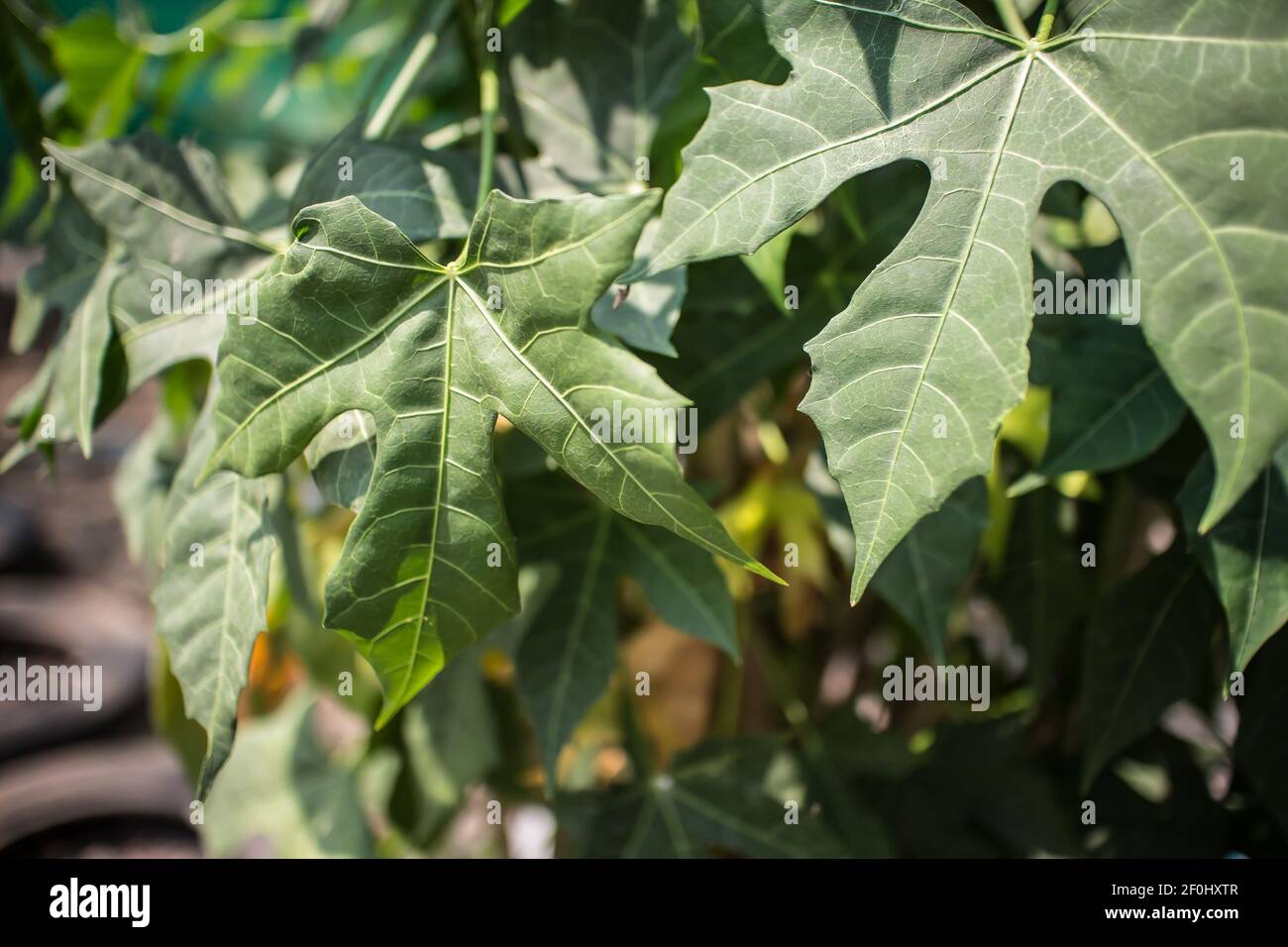 Chaya spinach hi-res stock photography and images - Alamy