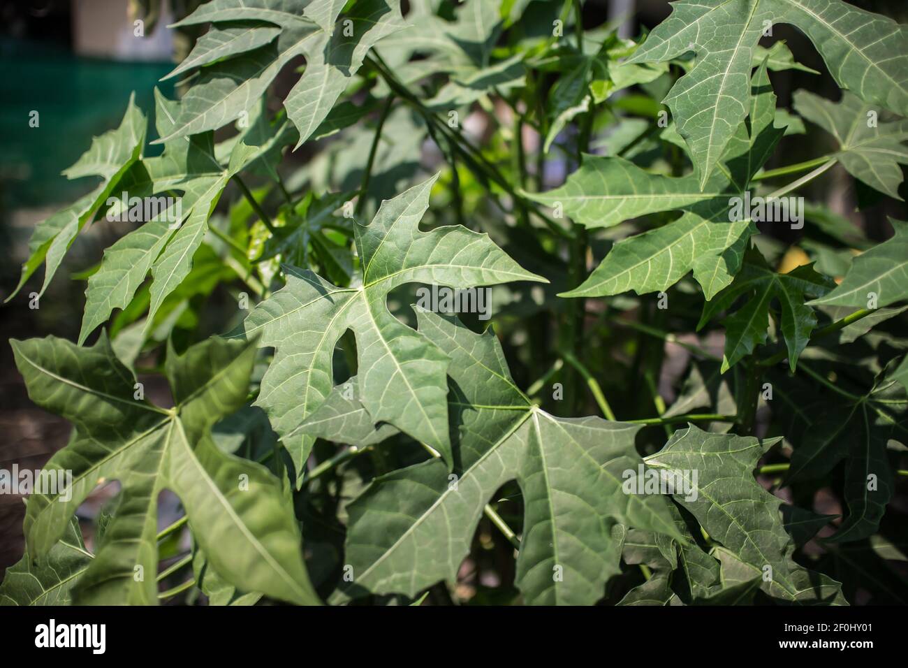 Closeup of Tree spinach or Chaya plants in the garden Stock Photo - Alamy