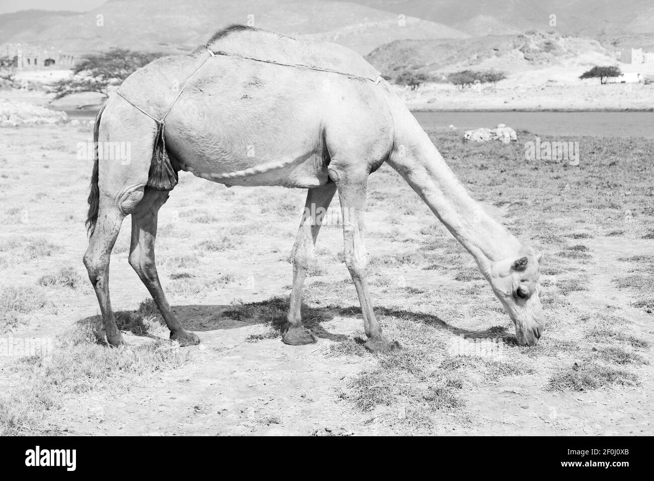 Empty quarter oman camel Black and White Stock Photos & Images - Alamy