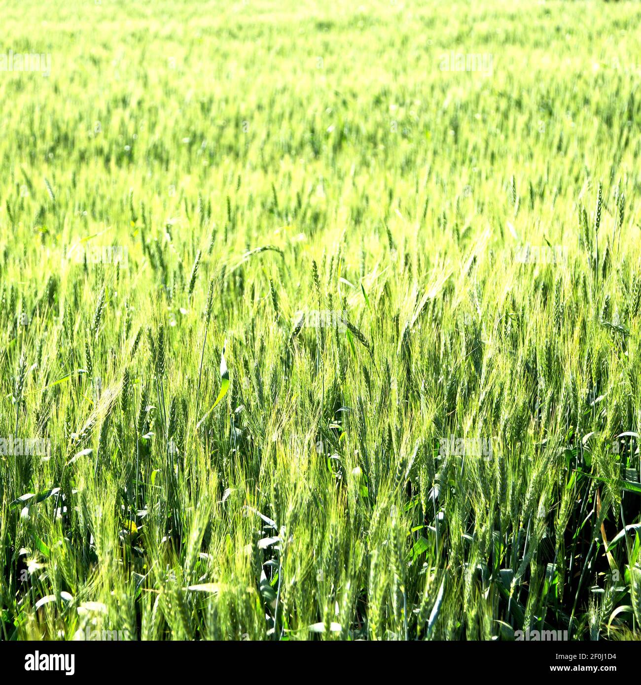 Dry farming iran hi-res stock photography and images - Alamy