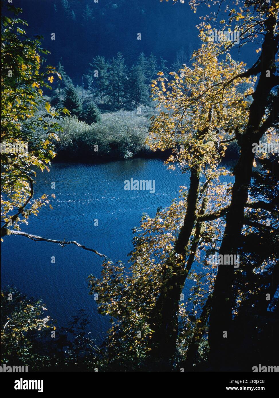 Slide / Reversal film of a view of an American river through the trees ...