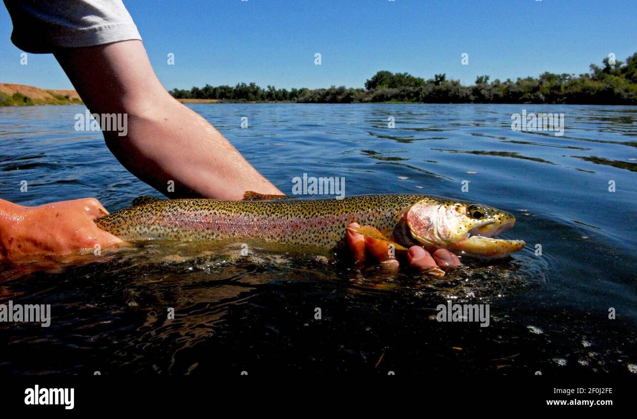 A 21-inch rainbow trout is cradled in a fly angler's arms before being ...