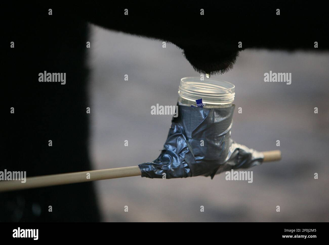 Veterinarian Tom Lang collected urine from the steer, Chance, a ...