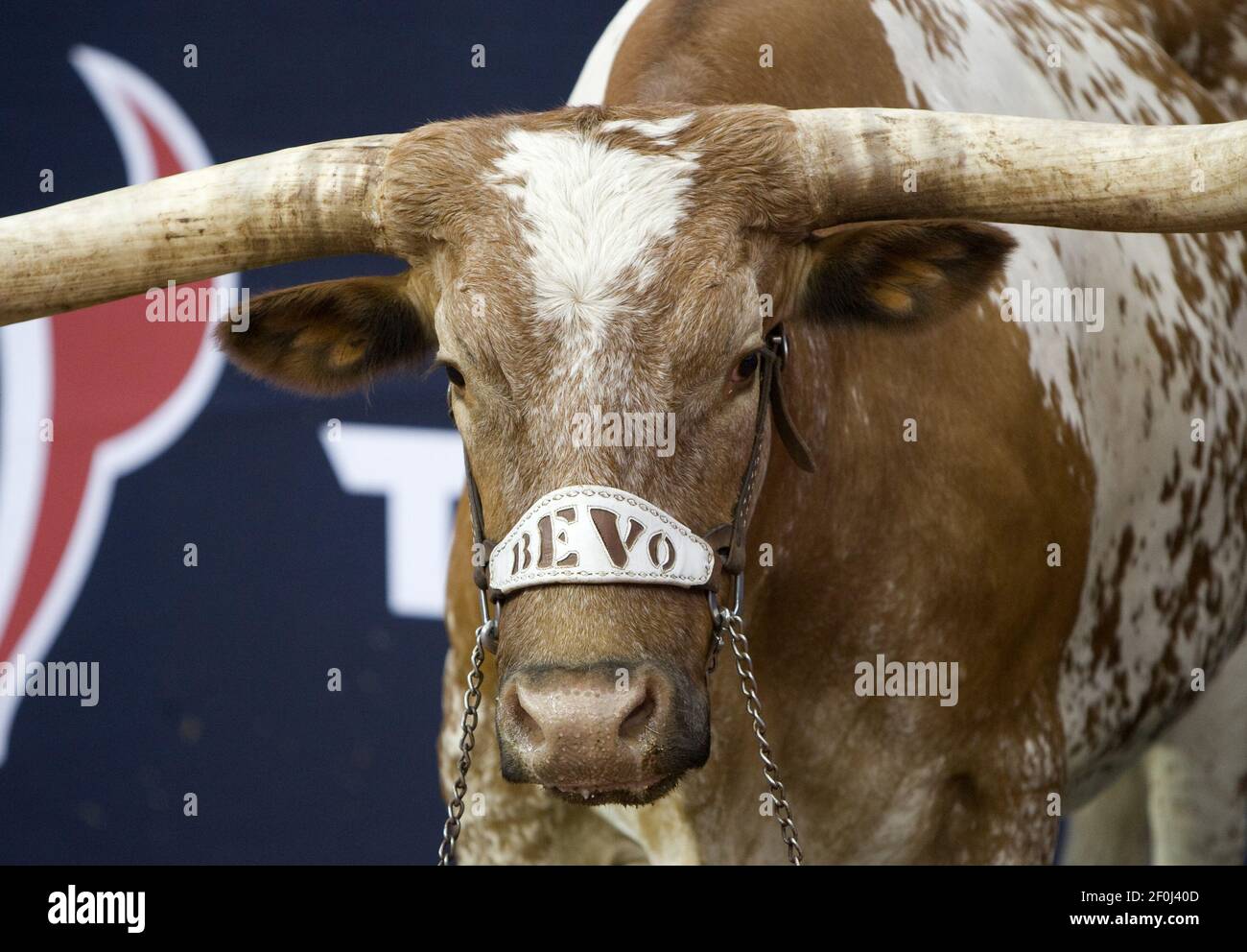 Texas mascot Bevo stands on the sidelines in a game against Rice on ...