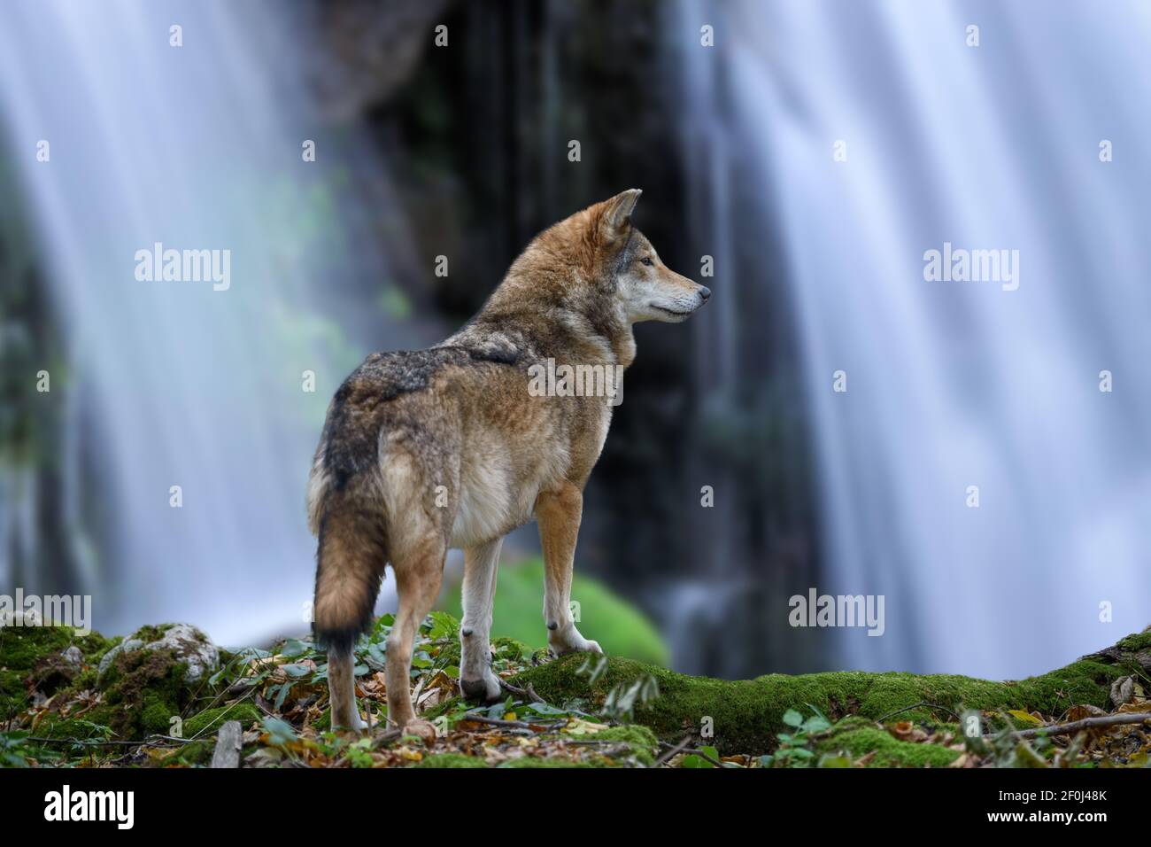 Timber wolf hunting on waterfall background. Animal in the nature ...