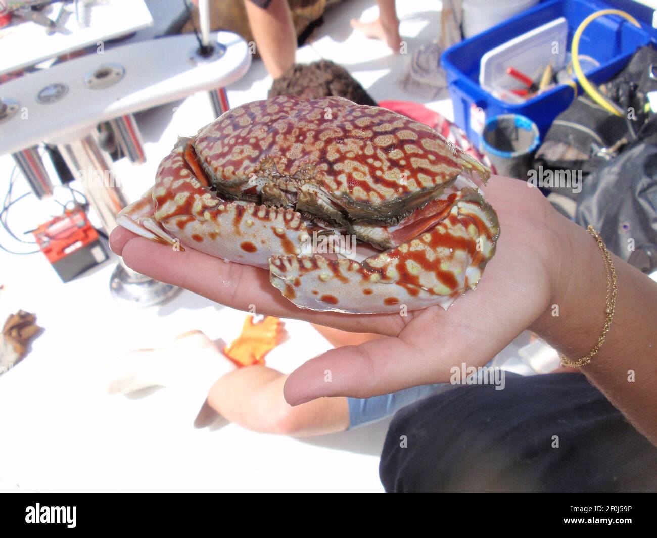 Goliath Grouper Stomach