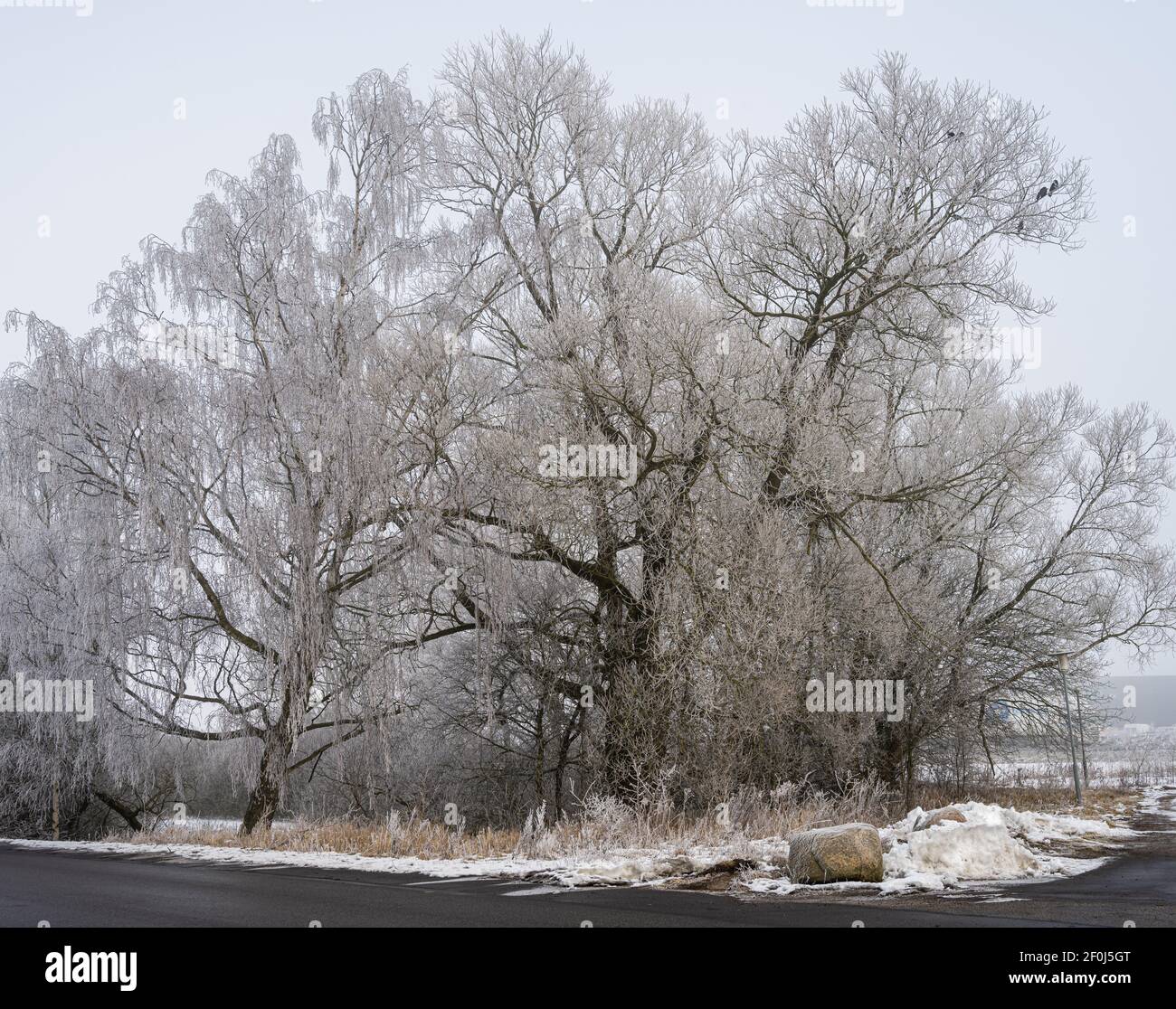 Tree covered in snow a crispy cold winter day. Picture from Scania ...