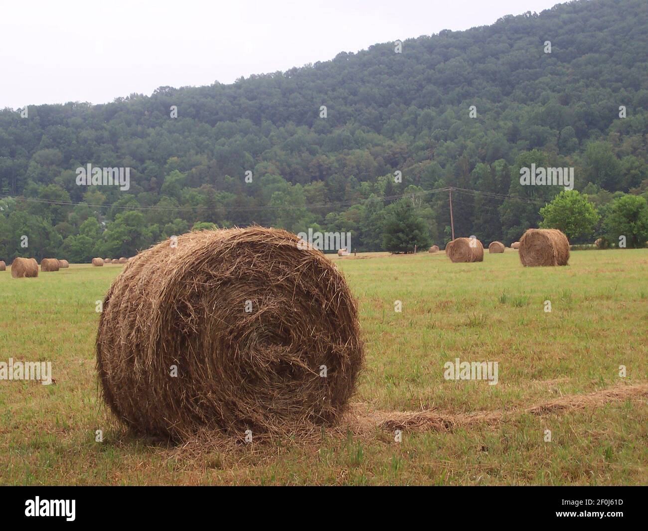 Hay is a scenic feature along the rerouted section of the Allegheny ...