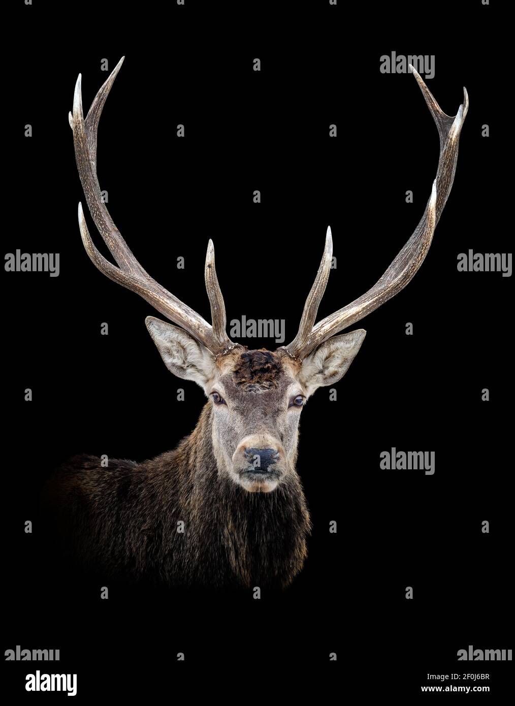 Old whitetail deer hi-res stock photography and images - Alamy