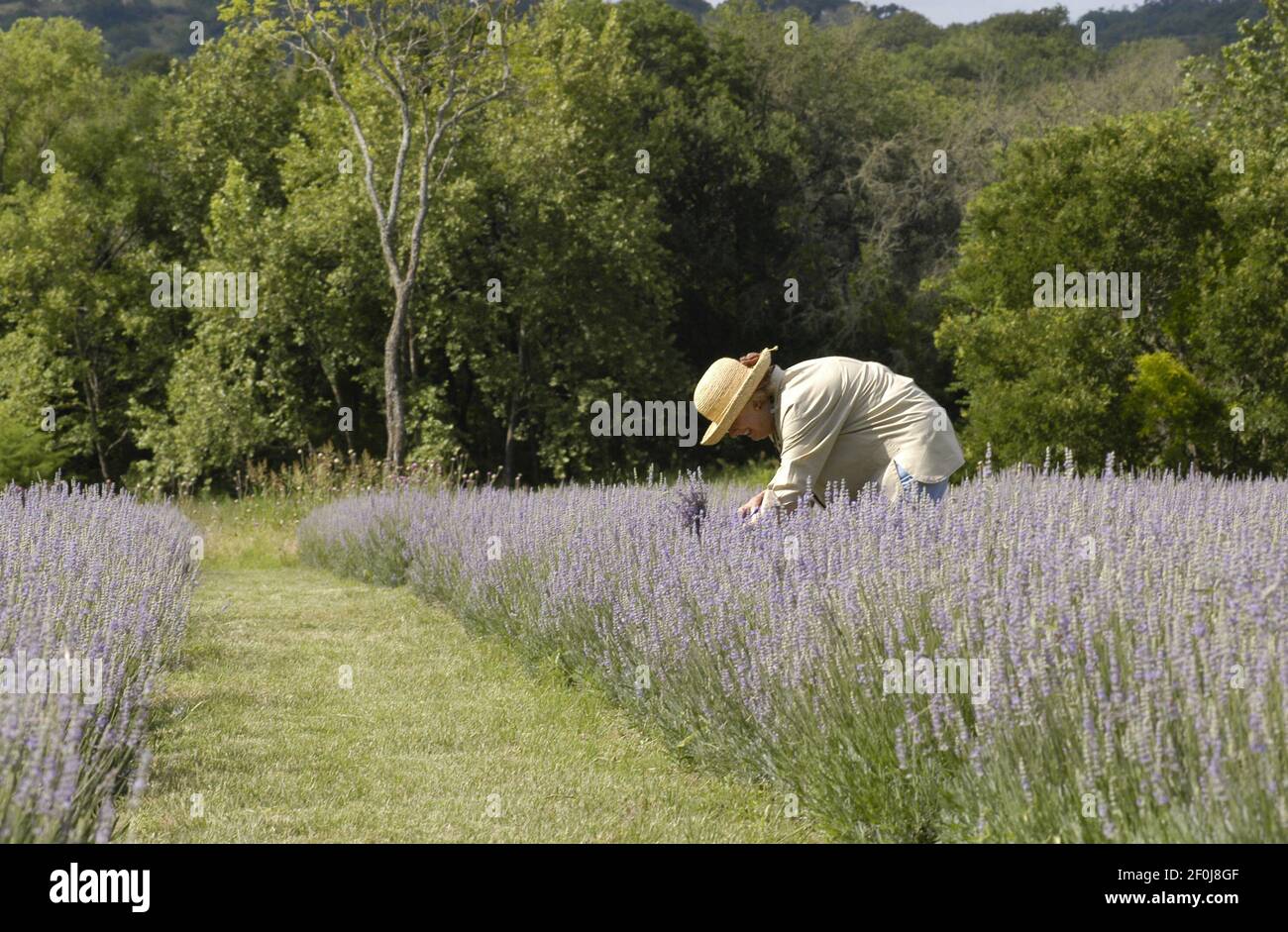 Lavender fields, always a favorite scent for ladies, dot the ...