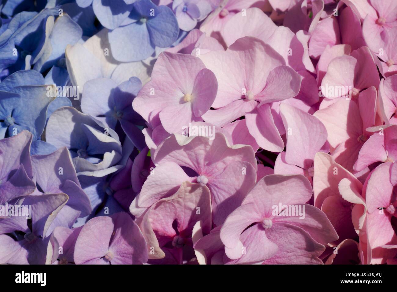 Pink hydrangea Fine Art Floral Natural Textures. Portrait Photo ...