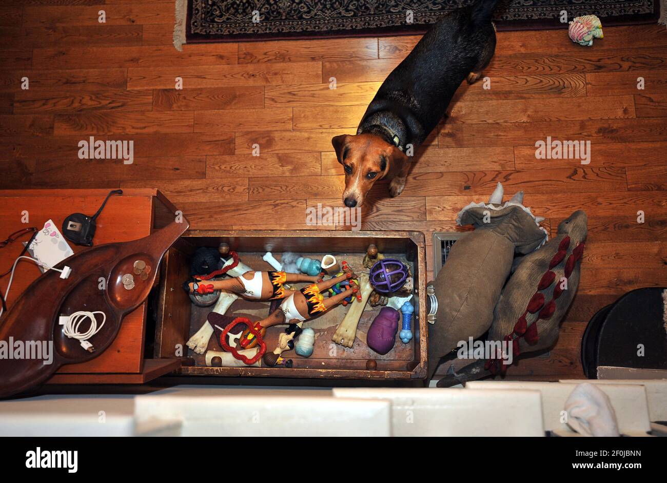 Balki the beagle has a chest of dog toys that keep him thinking and ...