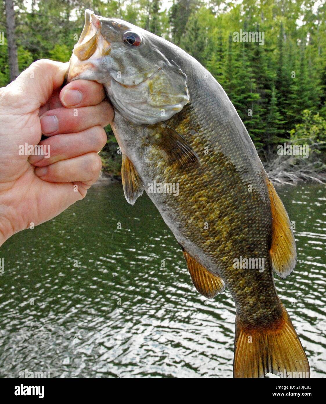 Some who fish smallmouth bass will angle for nothing else, so spoiled ...