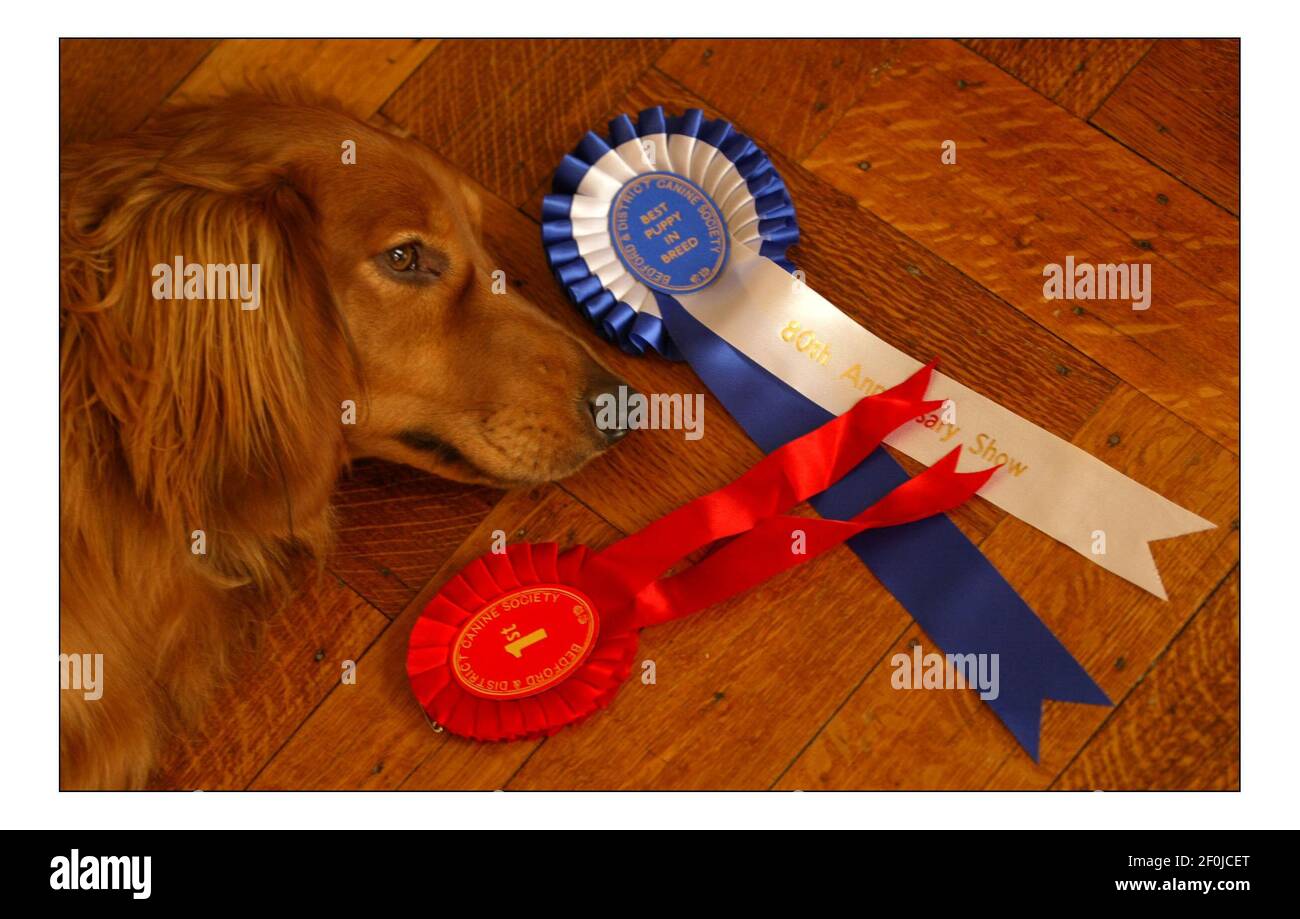 Preparing for the ring Rovi Kelner (dachshund) with handler Chamois ...