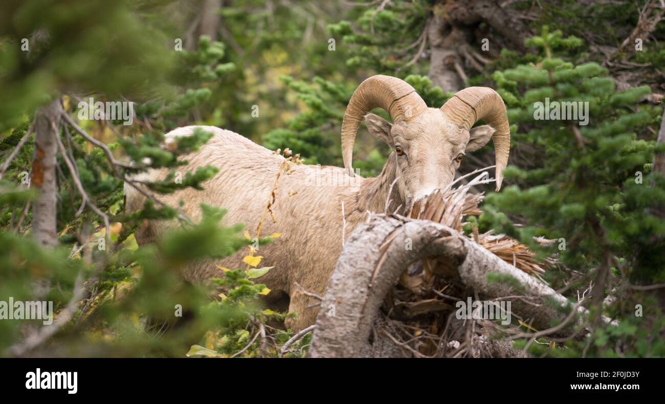 Healthy Male Ram Bighorn Sheep Wild Animal Montana Wildlife Stock Photo ...