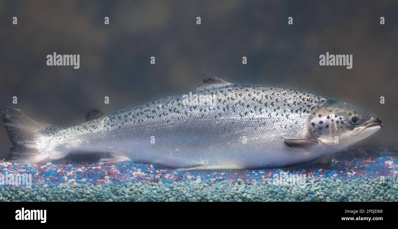 AquaBounty salmon include a gene from Chinook salmon, which provides ...
