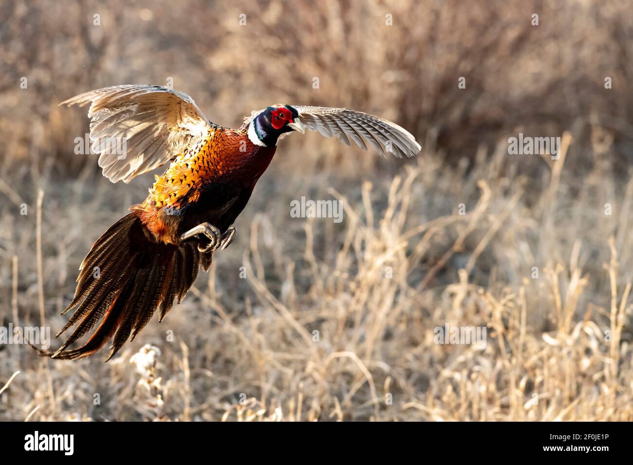 A flying Rooster Pheasant in South Dakota Stock Photo - Alamy