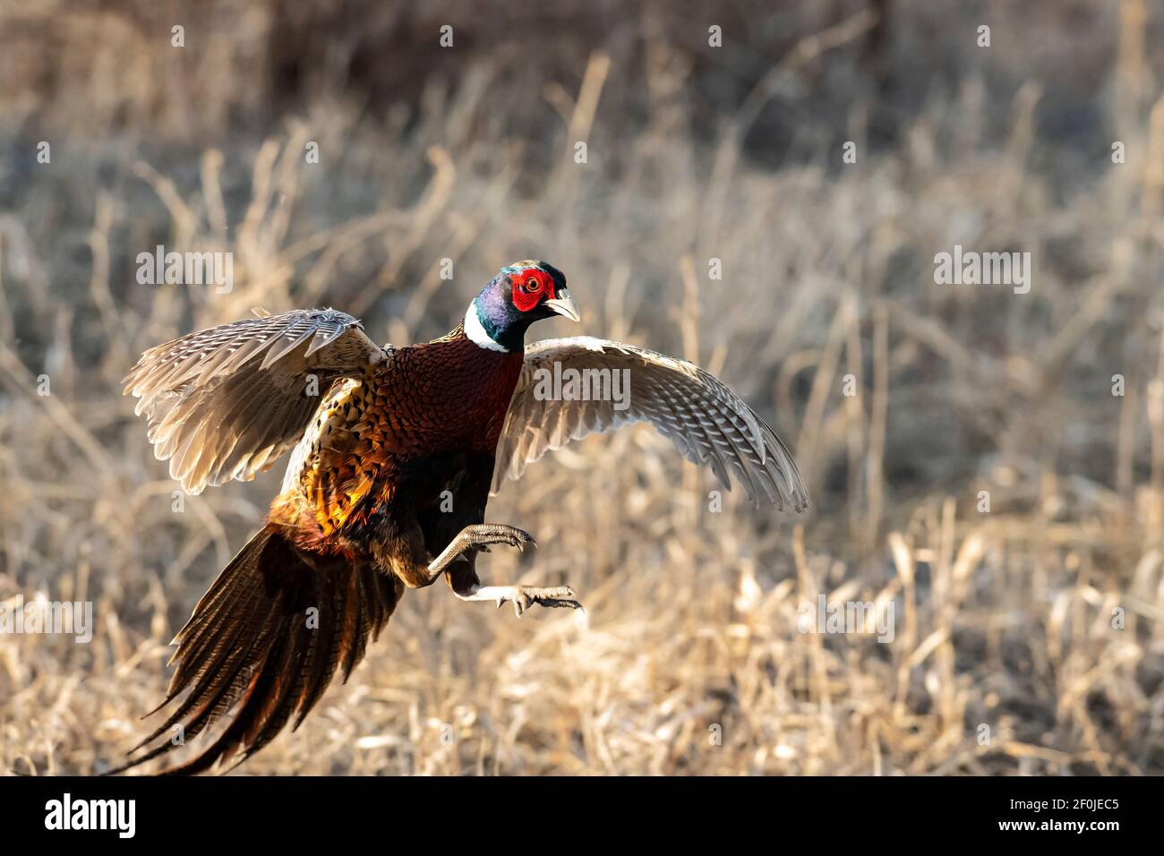 A flying Rooster Pheasant in South Dakota Stock Photo - Alamy