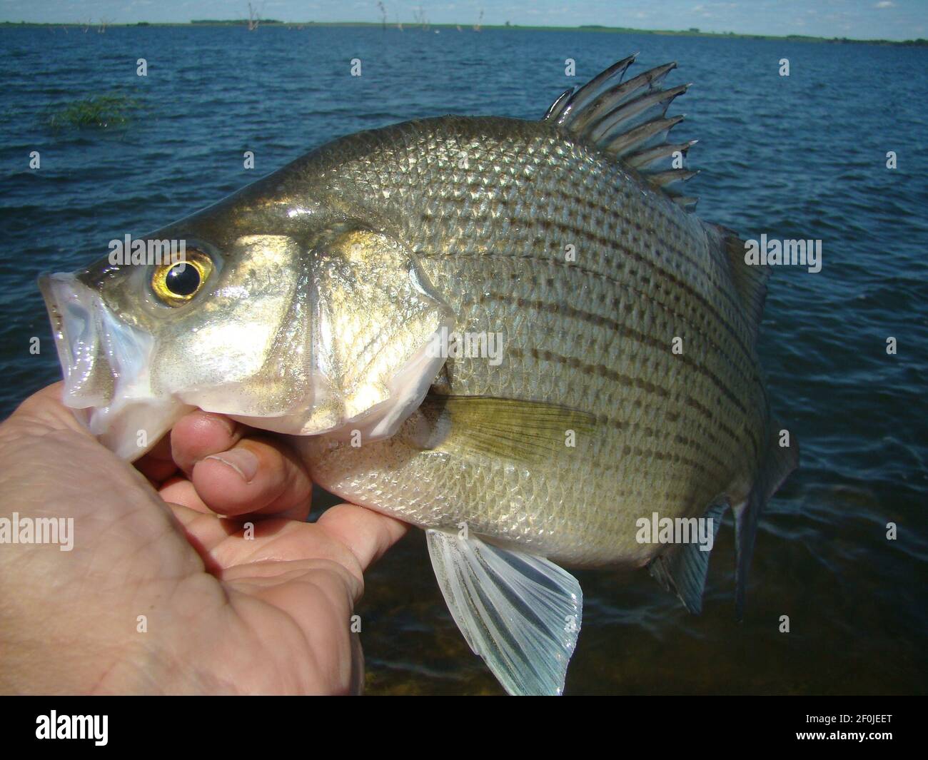From a one-time stocking of 584 adult fish in 1971, white bass ...