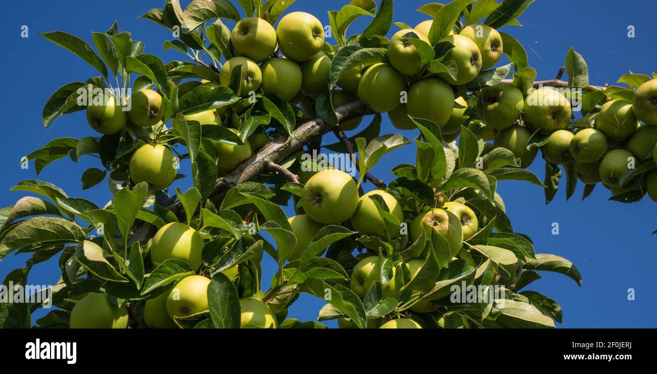 Apple picking season at Lake Constance (4 Stock Photo - Alamy