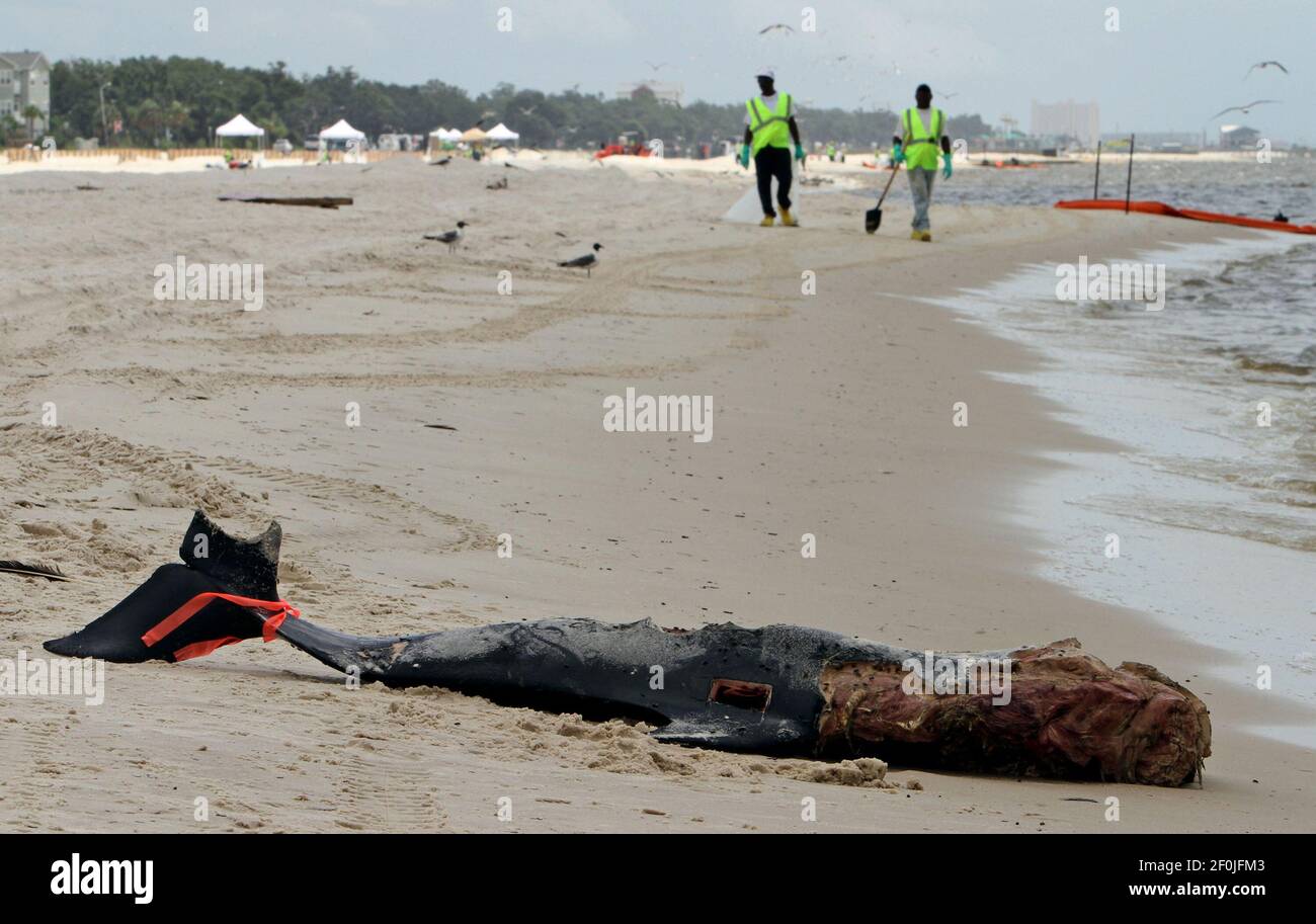 A dead dolphin washed ashore in Long Beach, Mississippi, Sunday, July ...