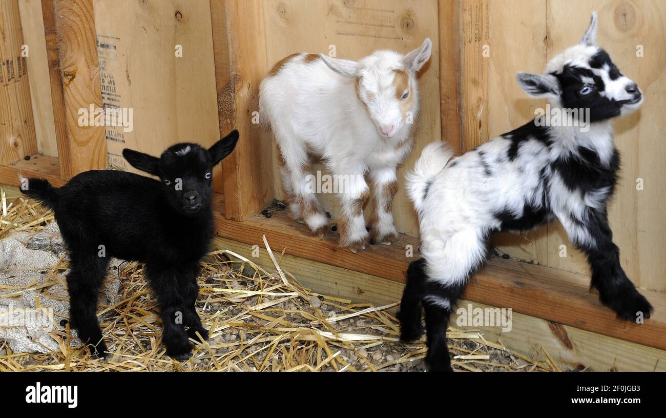 Three of the nine newborn Nigerian dwarf goats used by Hempstead, New ...