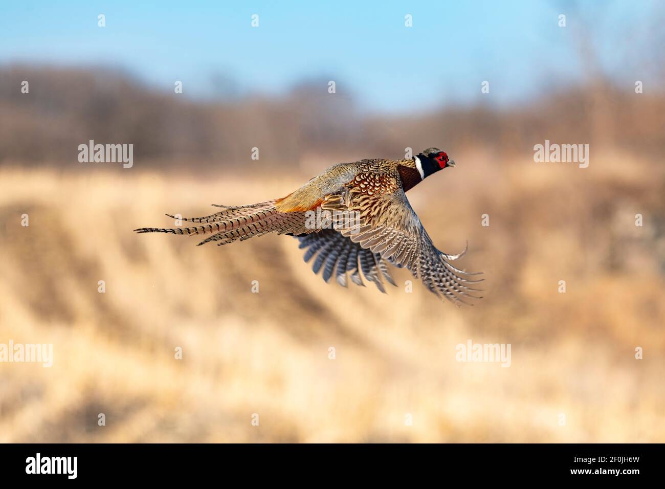 A flying Rooster Pheasant in South Dakota Stock Photo - Alamy