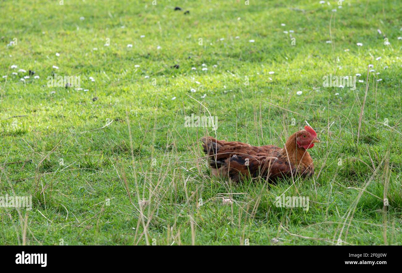 free hen on the meadow Stock Photo - Alamy